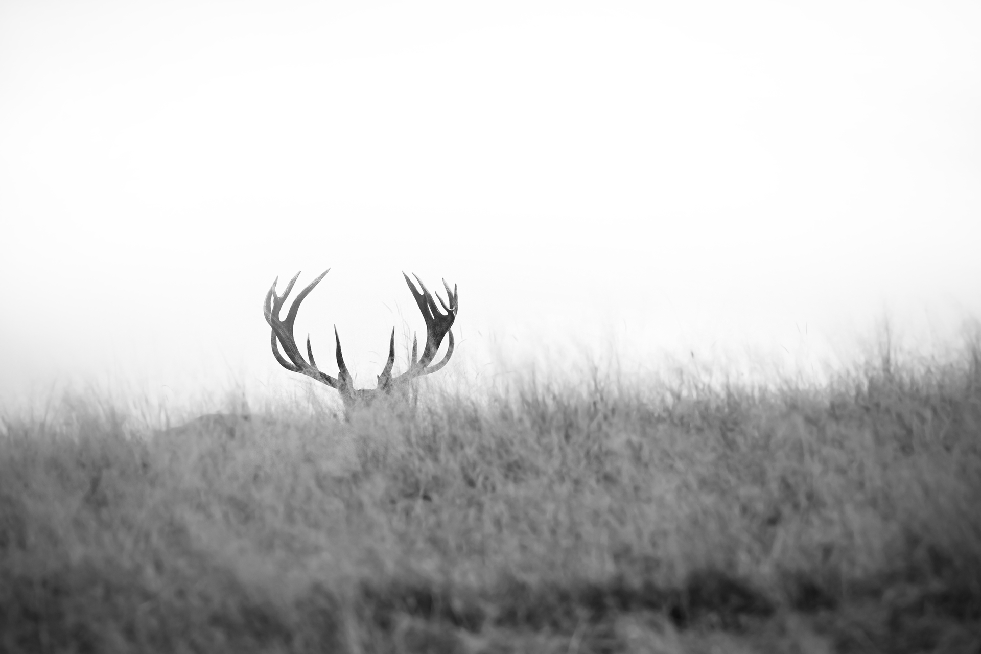 geweih | Kräuterlikör Hirschrudel